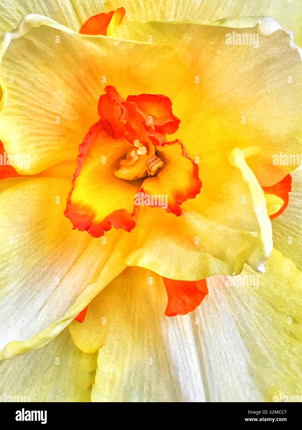 Full frame closeup of a Beautiful bright yellow perfect spring daffodil ...