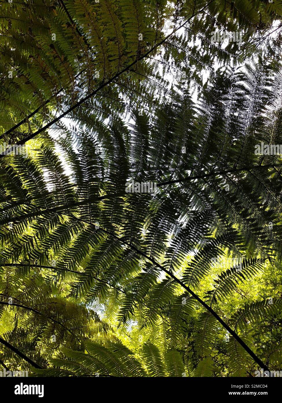 Giant ferns hi-res stock photography and images - Alamy