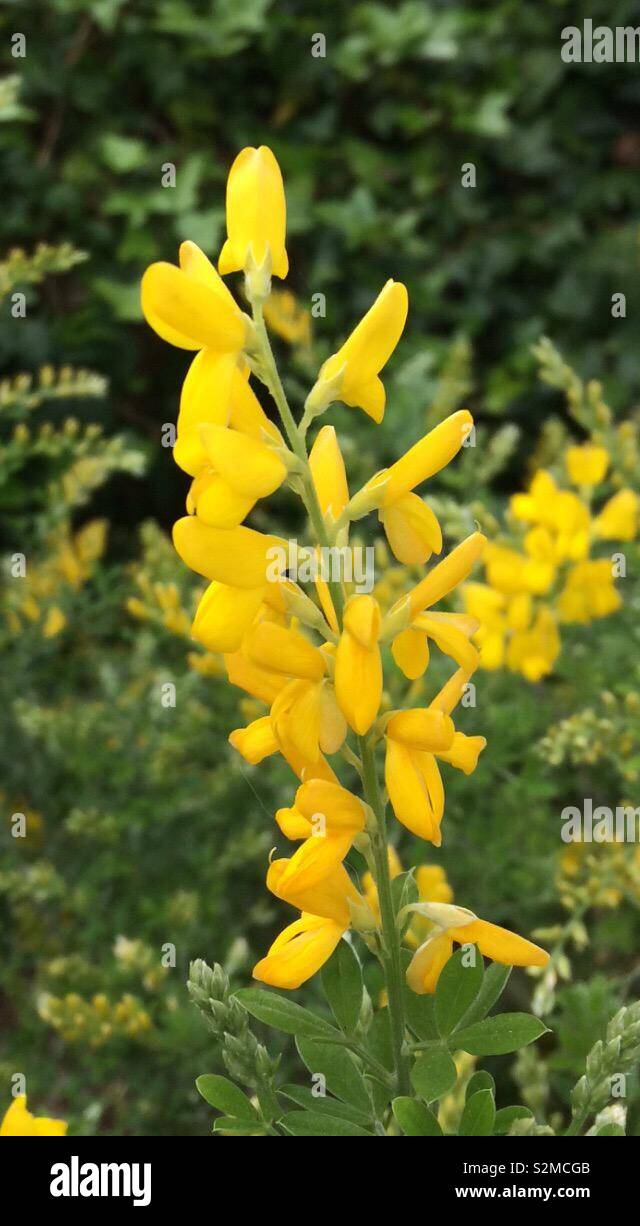 Tall yellow flower hi-res stock photography and images - Alamy