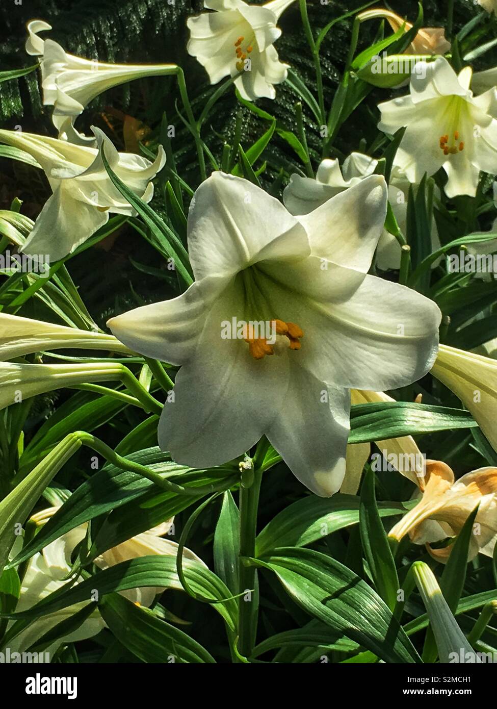 Beautiful white lily blooms hi-res stock photography and images - Alamy