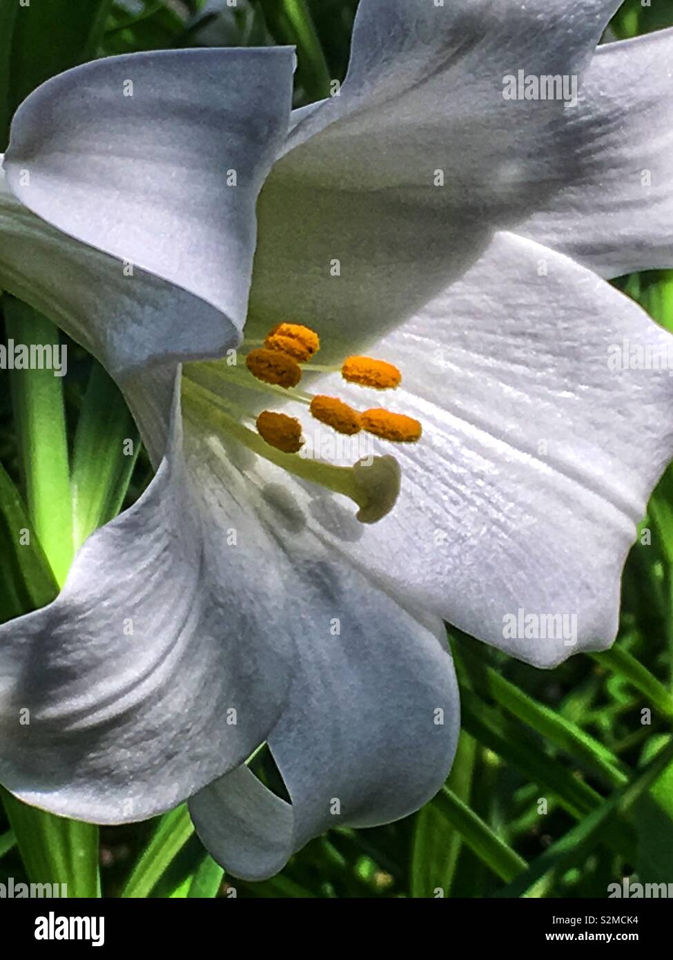 Closeup of a perfect white spring lily flower in full bloom Stock Photo ...
