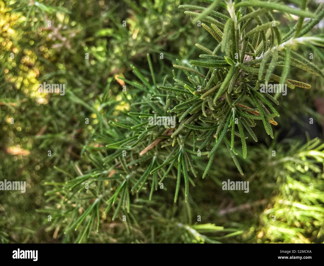 Fragrant aromatic common Rosemary herb, Rosmarinus officinalis Stock ...