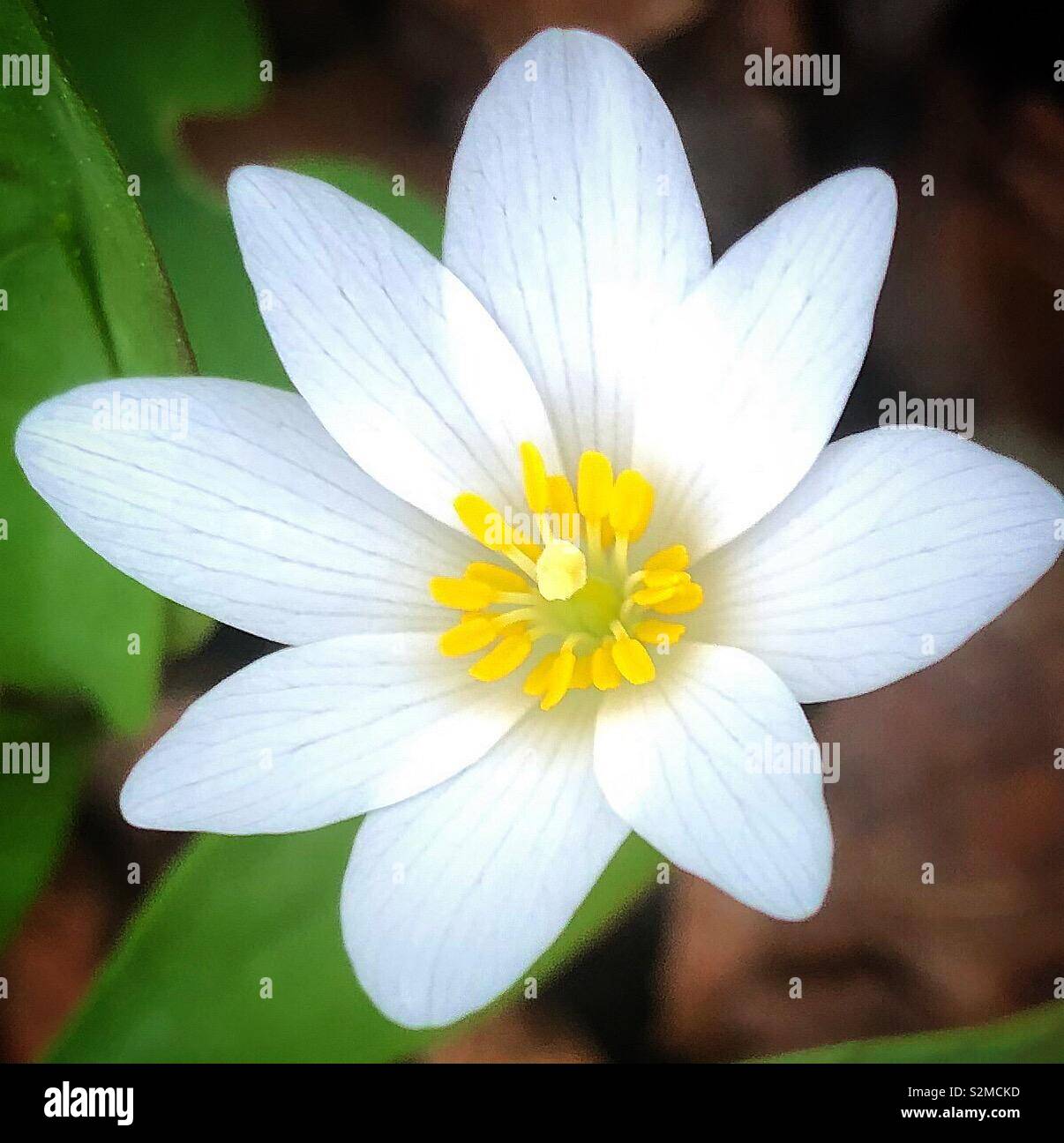 Pennsylvania state flower hi-res stock photography and images - Alamy