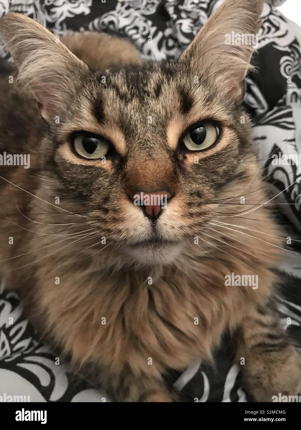 Pet me hooman Stock Photo - Alamy