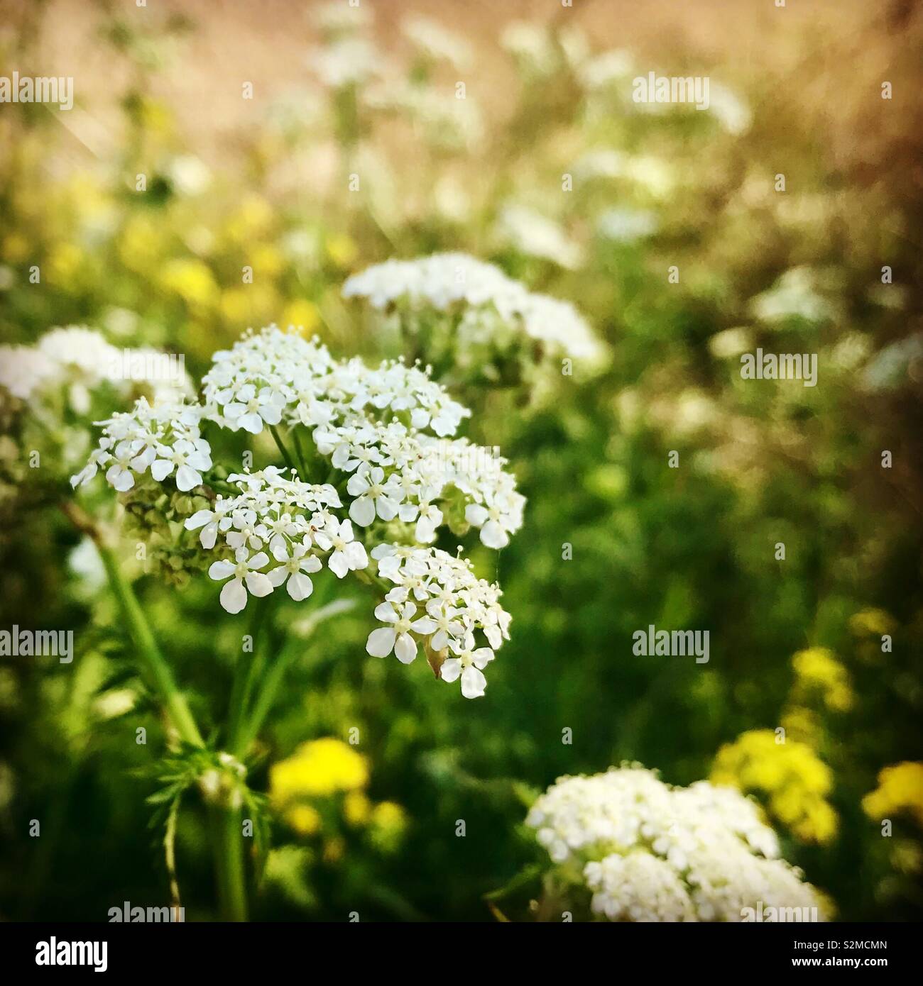 Spring meddow hi-res stock photography and images - Alamy