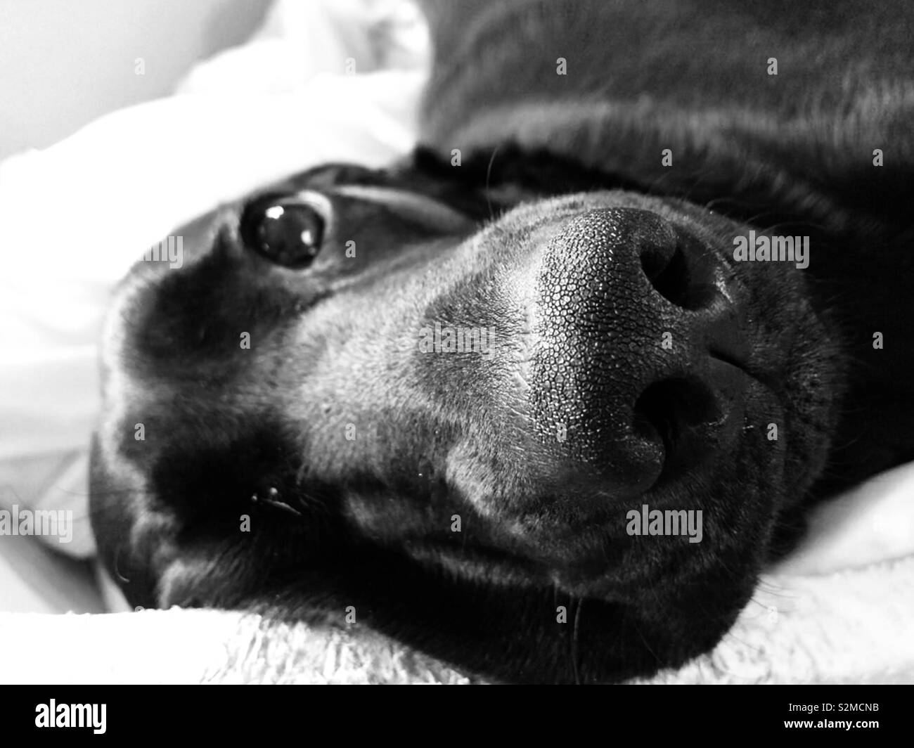 Puppy looking longingly into the camera lens Stock Photo - Alamy