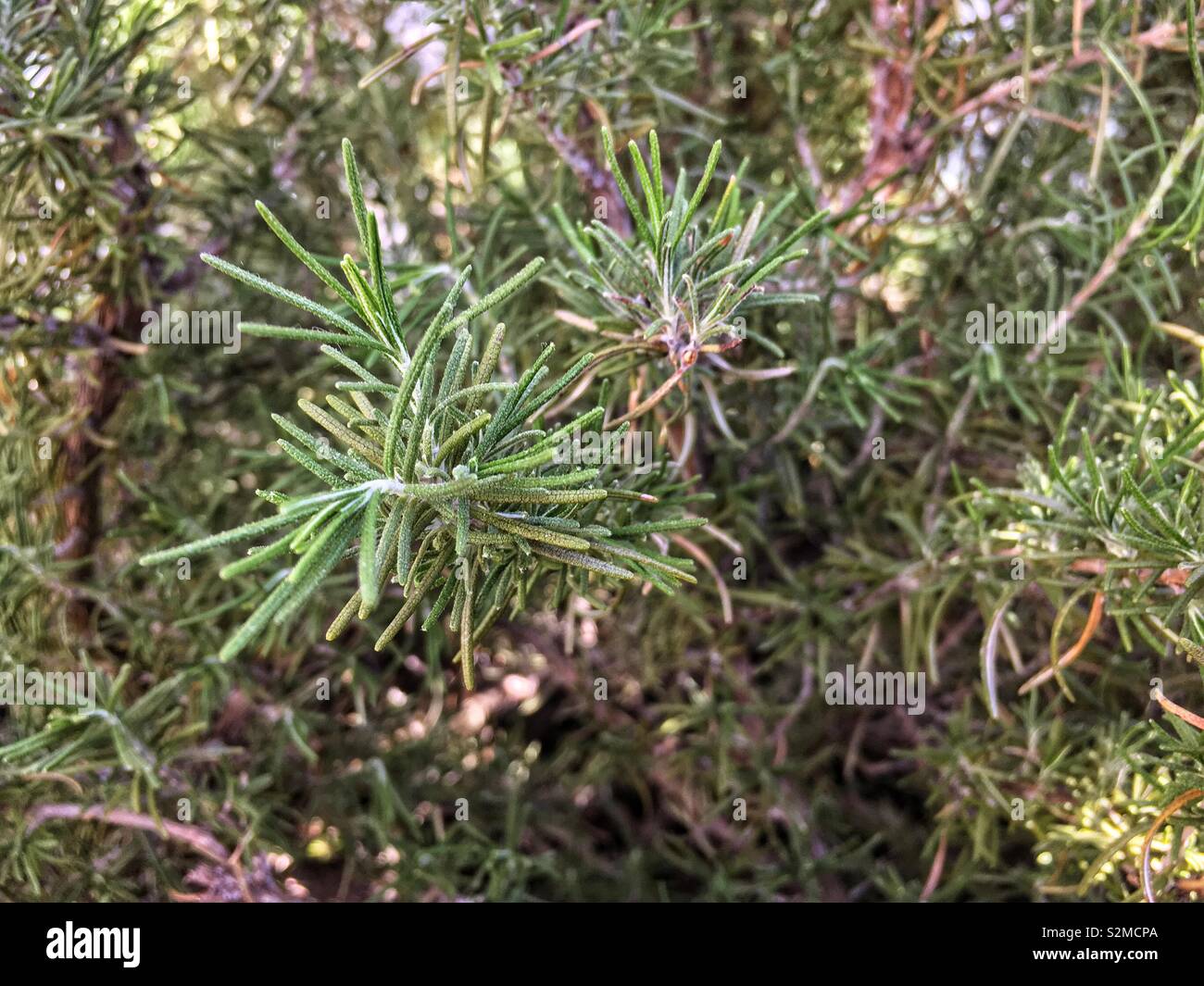 Fresh fragrant aromatic common Rosemary herb, Rosmarinus officinalis ...