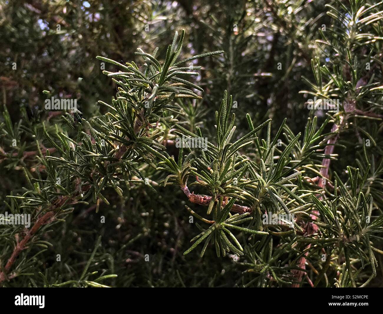 Fresh fragrant aromatic common Rosemary herb, Rosmarinus officinalis ...