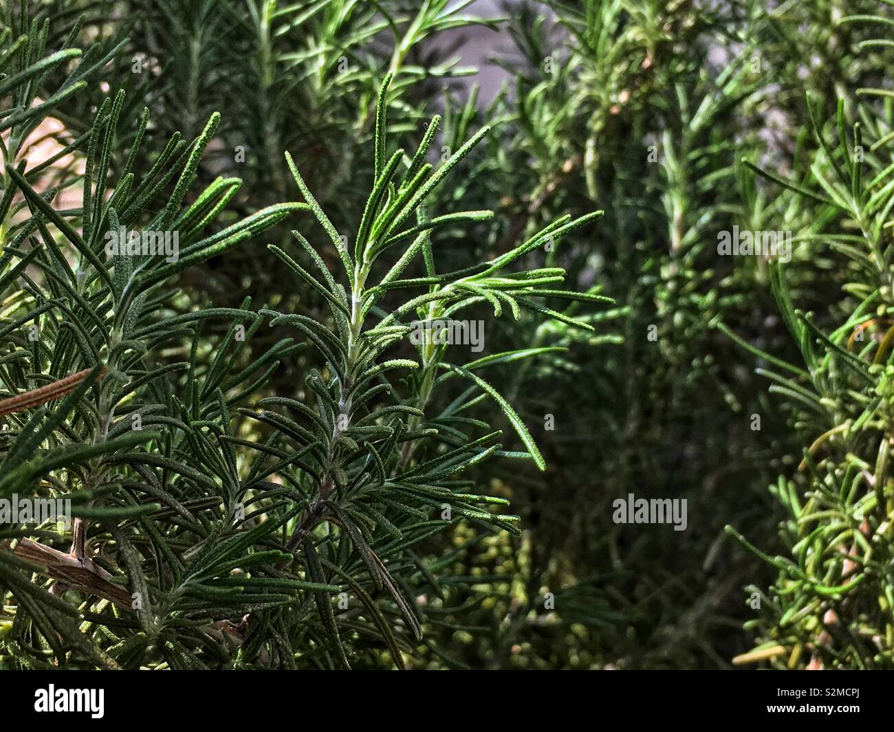 Fresh fragrant aromatic common Rosemary herb, Rosmarinus officinalis ...