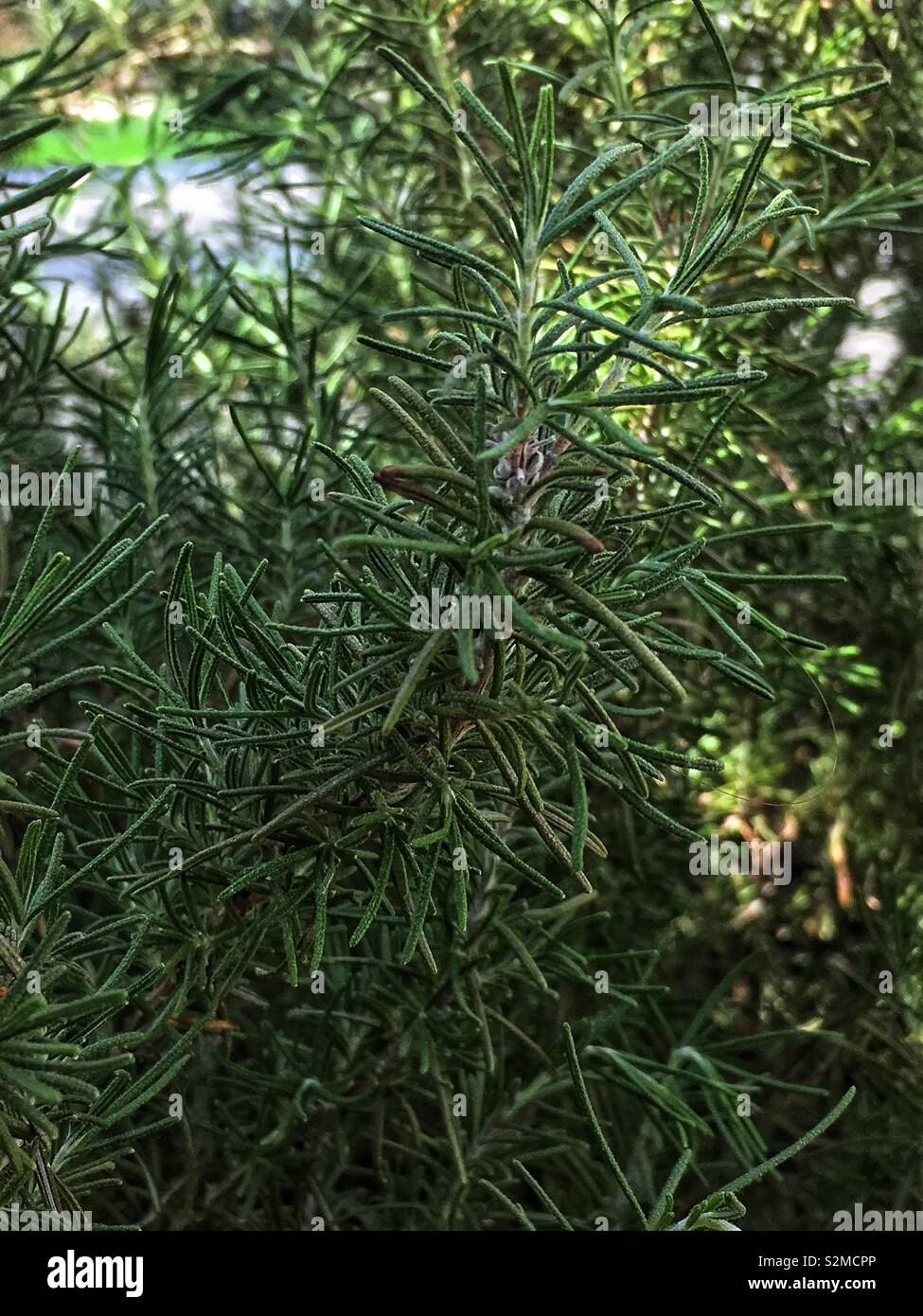 Fresh fragrant aromatic common Rosemary herb, Rosmarinus officinalis ...