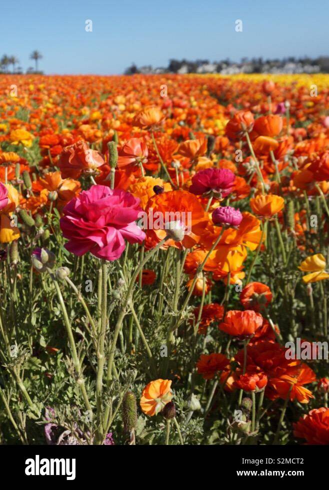 Pink and orange Ranunculus flower field Stock Photo - Alamy