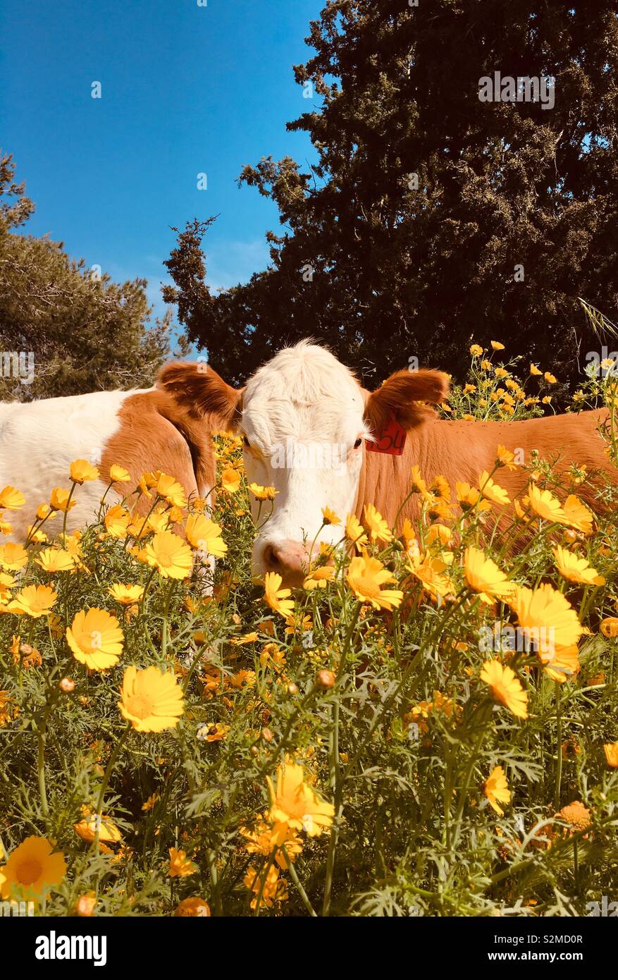 Cow looking while rap among around in the field during spring time ...