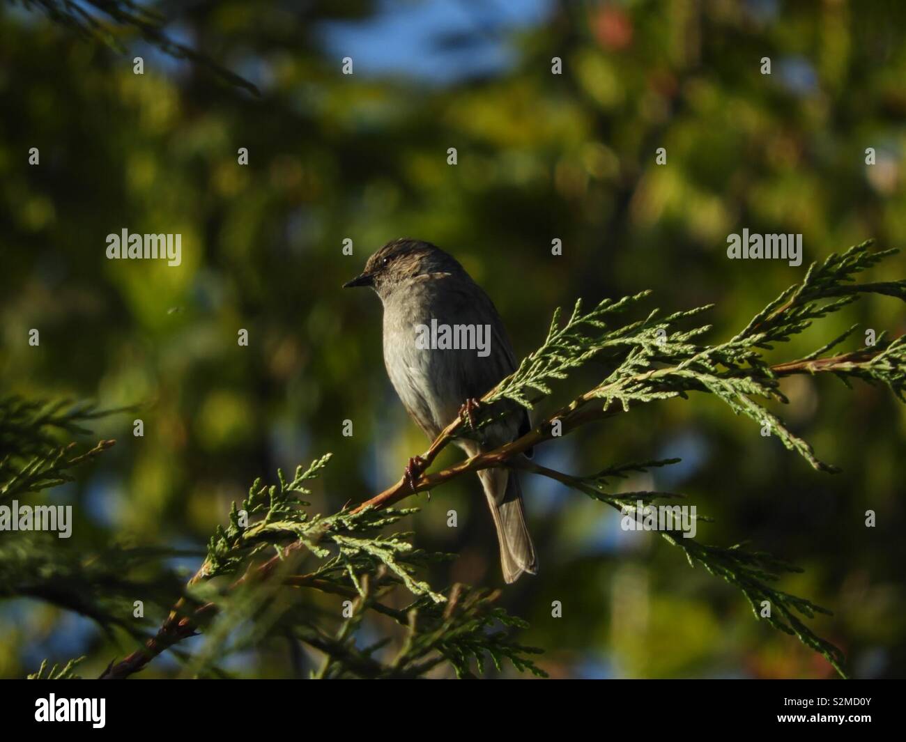 Small bird in tree Stock Photo - Alamy