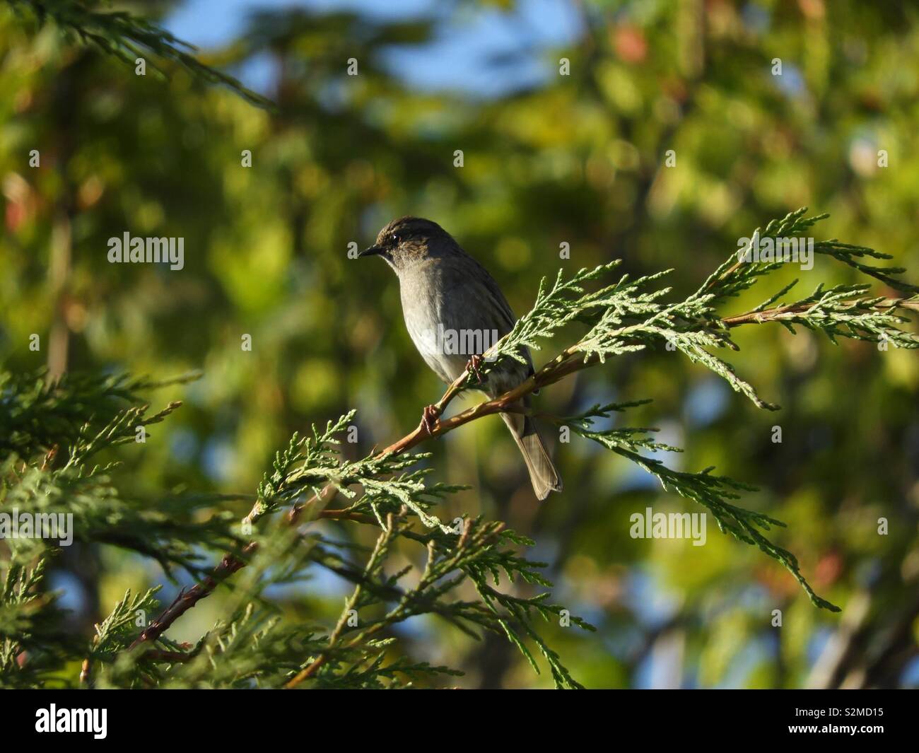 Small bird in tree Stock Photo - Alamy
