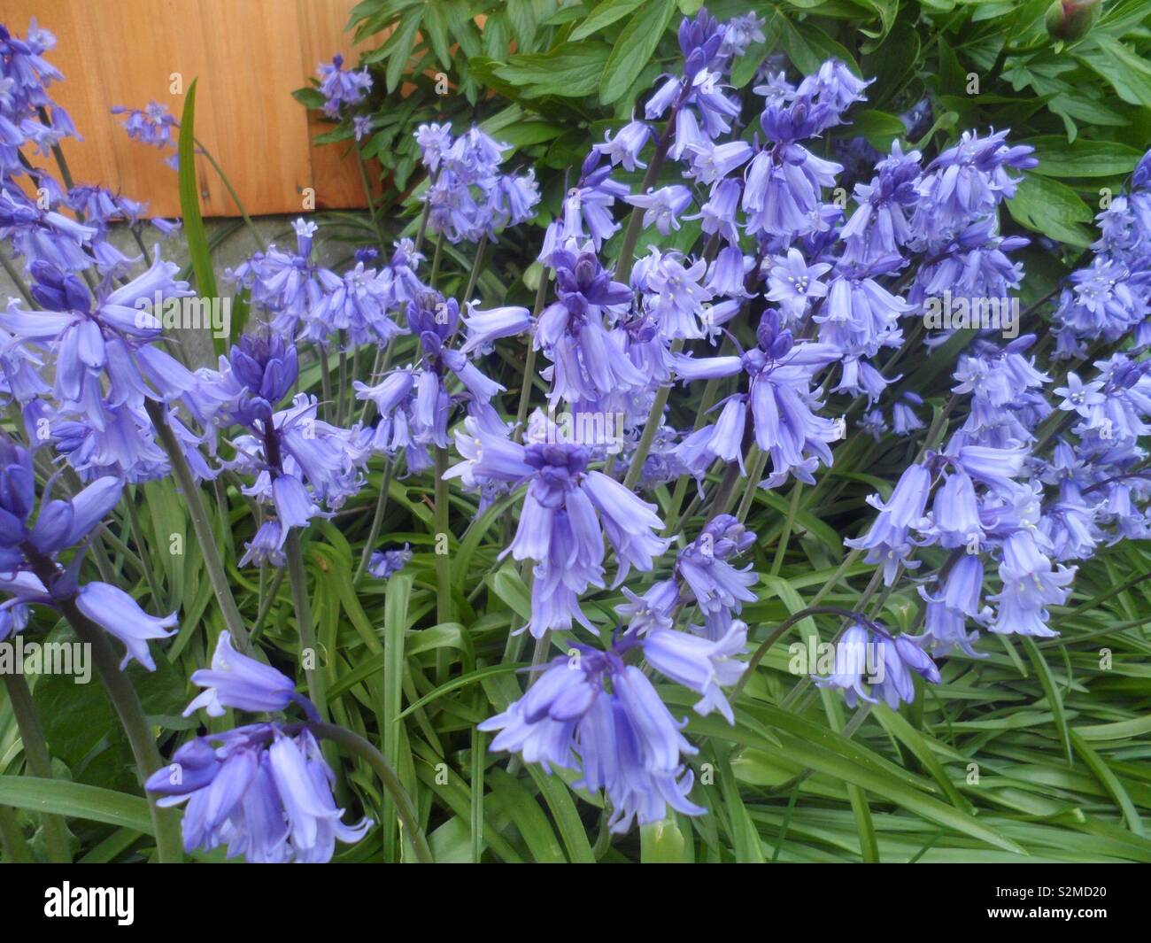 Bluebells flowers in bloom hi-res stock photography and images - Alamy