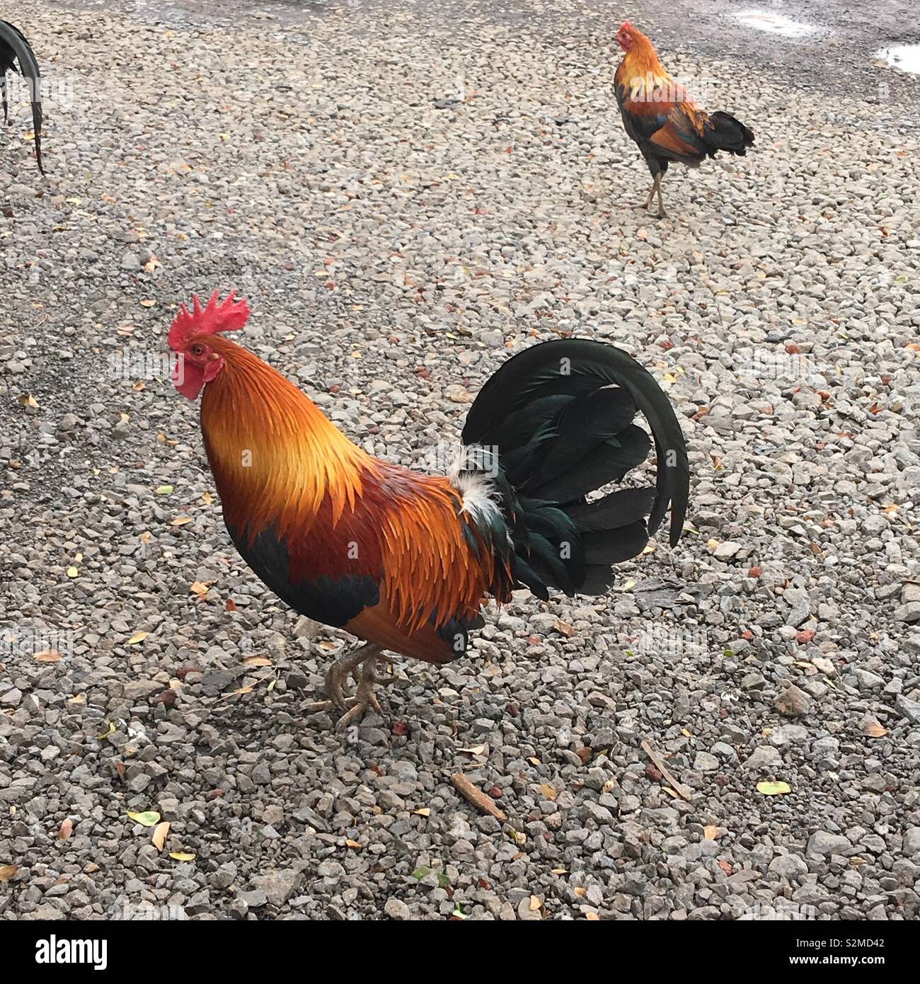 Hawaii rooster hi-res stock photography and images - Alamy