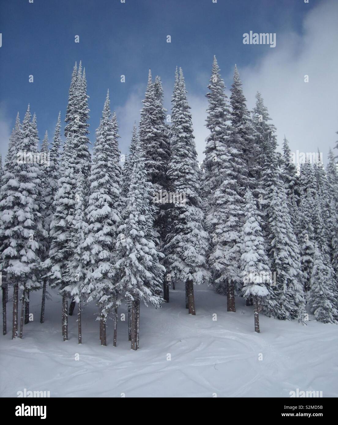 Tall pines hi-res stock photography and images - Alamy