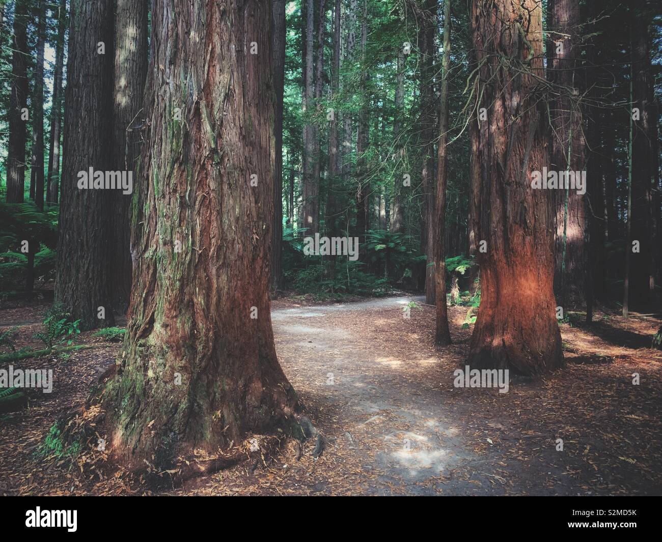 Woods way hi-res stock photography and images - Alamy