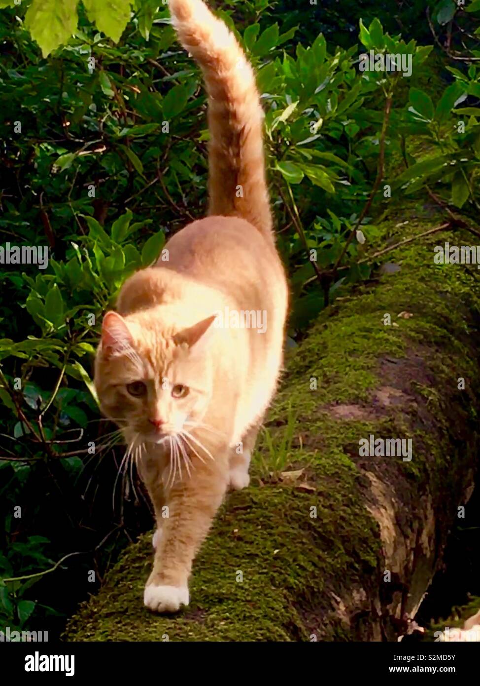 Ginger cat on log Stock Photo - Alamy