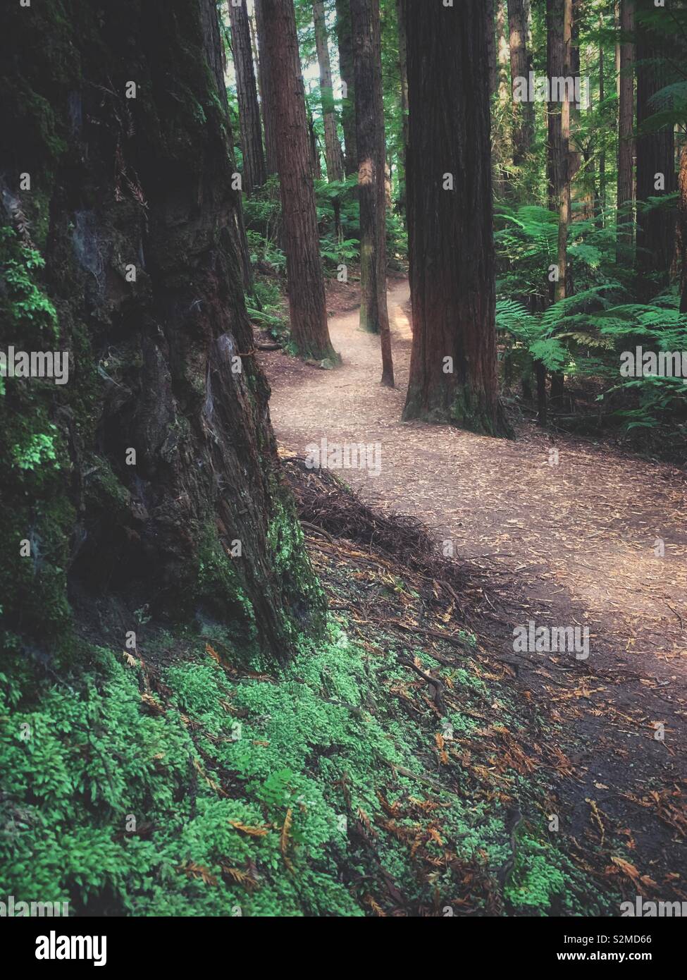 A path through the rainforest Stock Photo - Alamy
