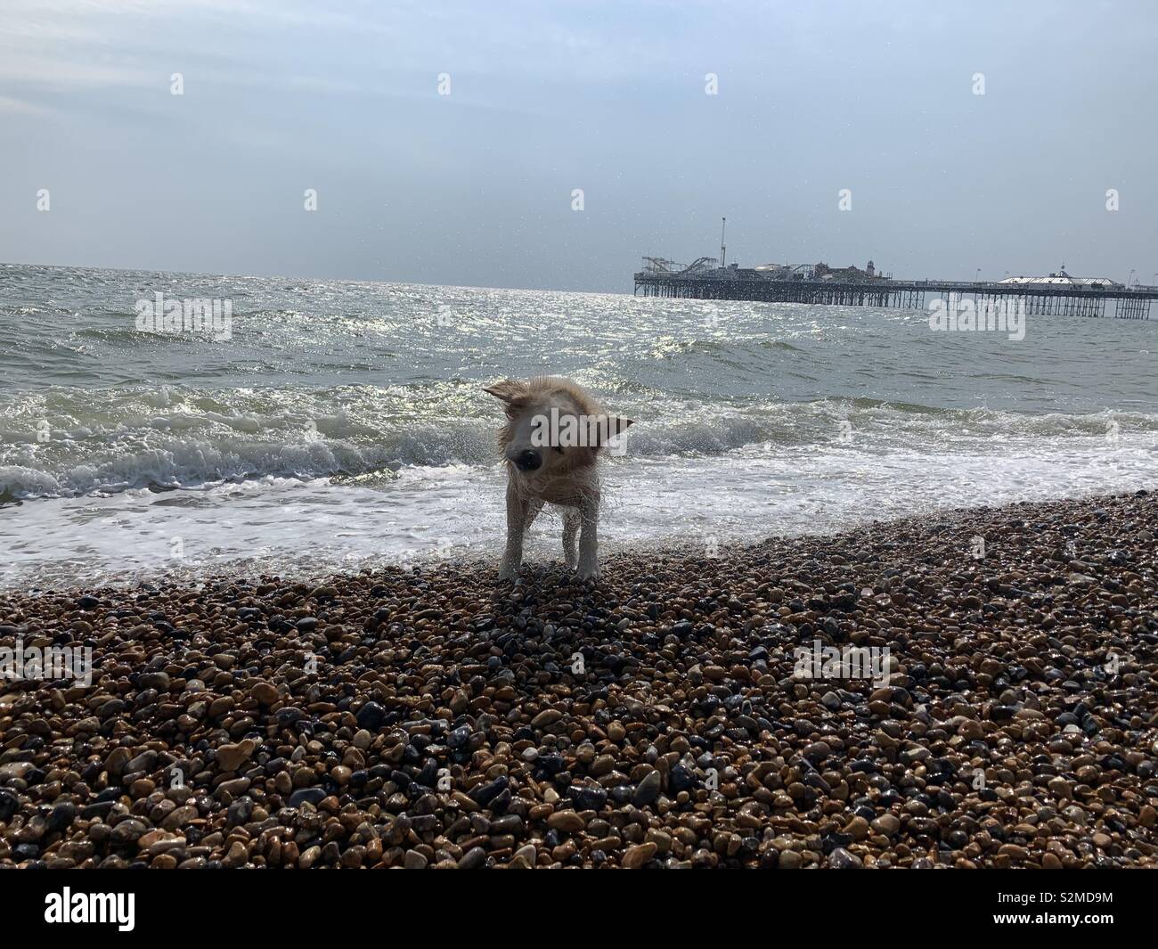 Dog brighton beach hi-res stock photography and images - Alamy