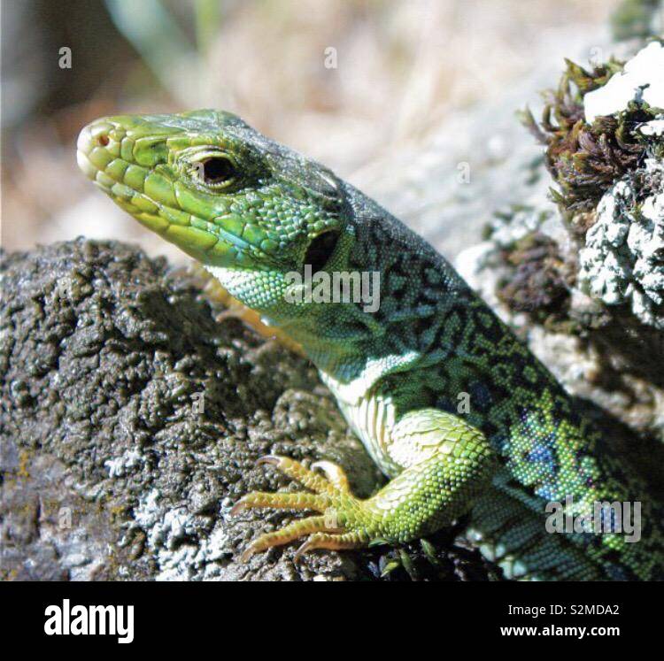 Walllizard hi-res stock photography and images - Alamy