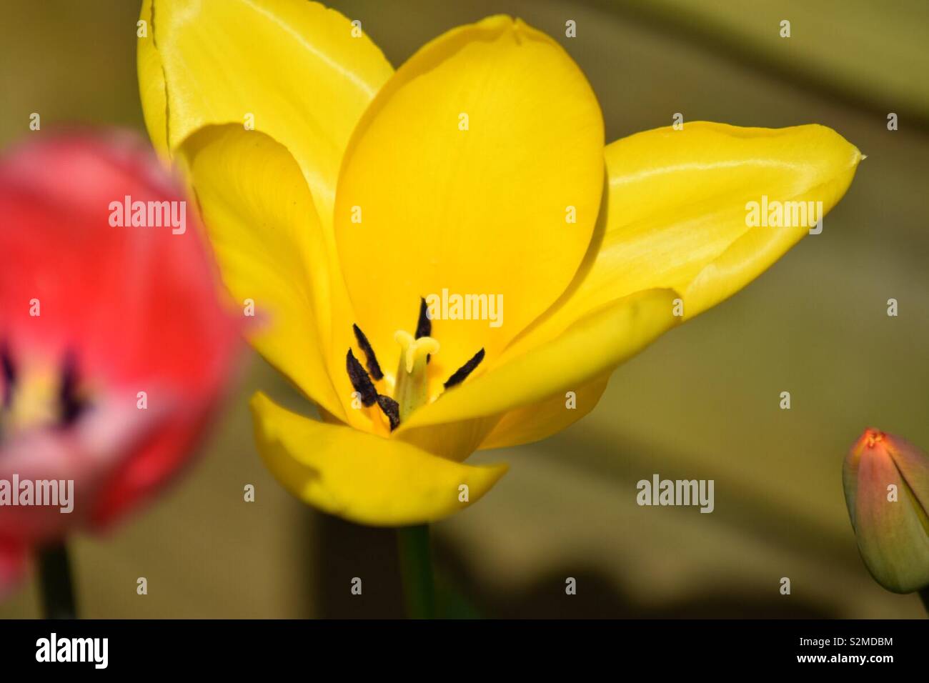 Yellow open tulip Stock Photo - Alamy