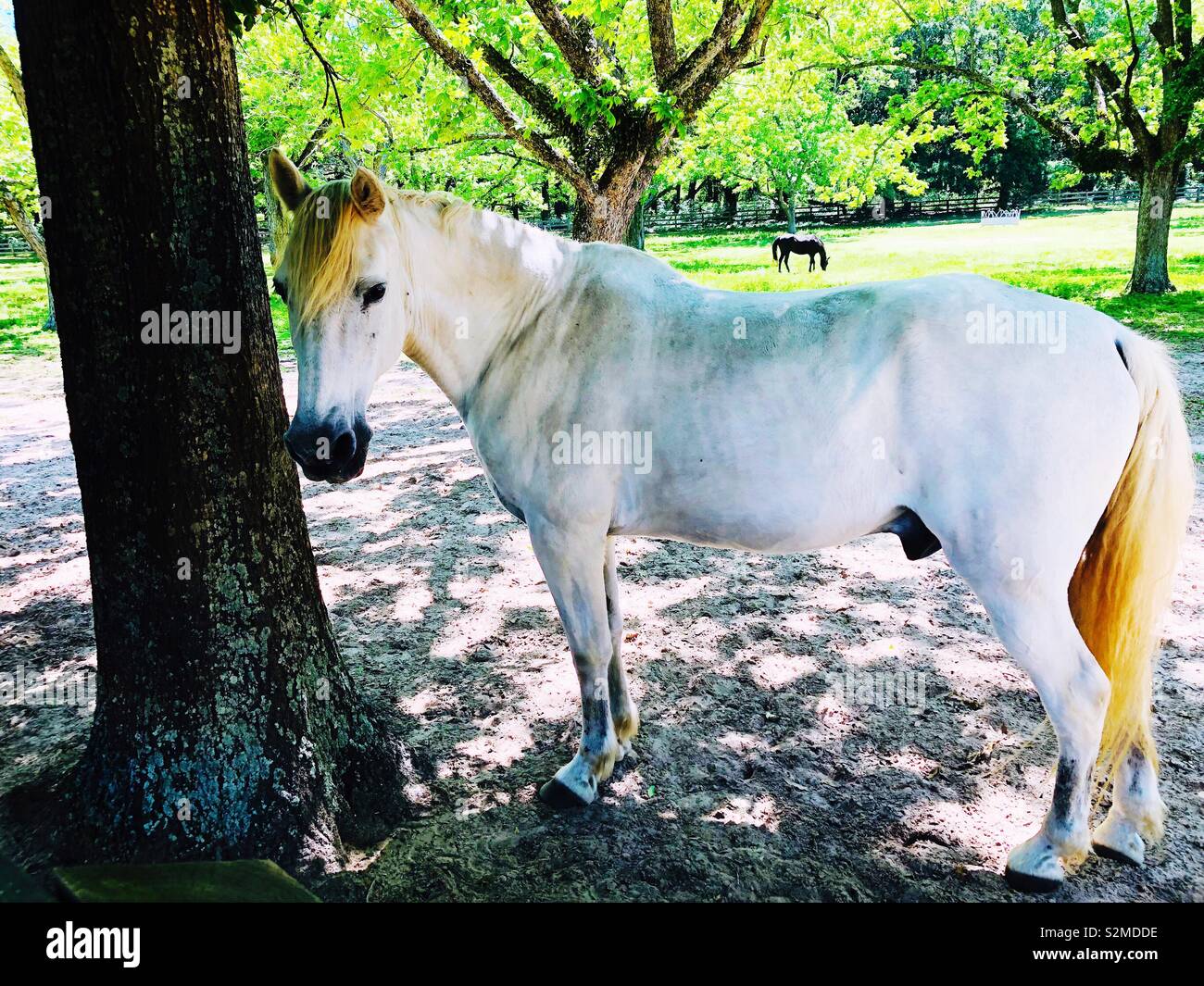 Horse standing under tree hi-res stock photography and images - Alamy