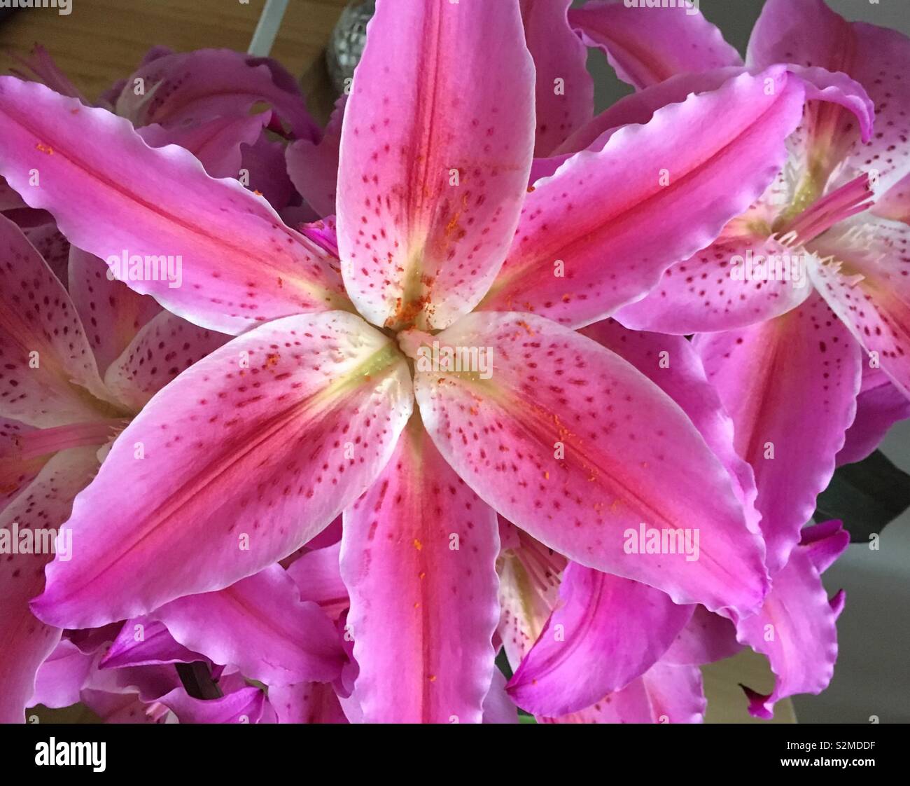 Lily In Full Bloom High Resolution Stock Photography and Images - Alamy