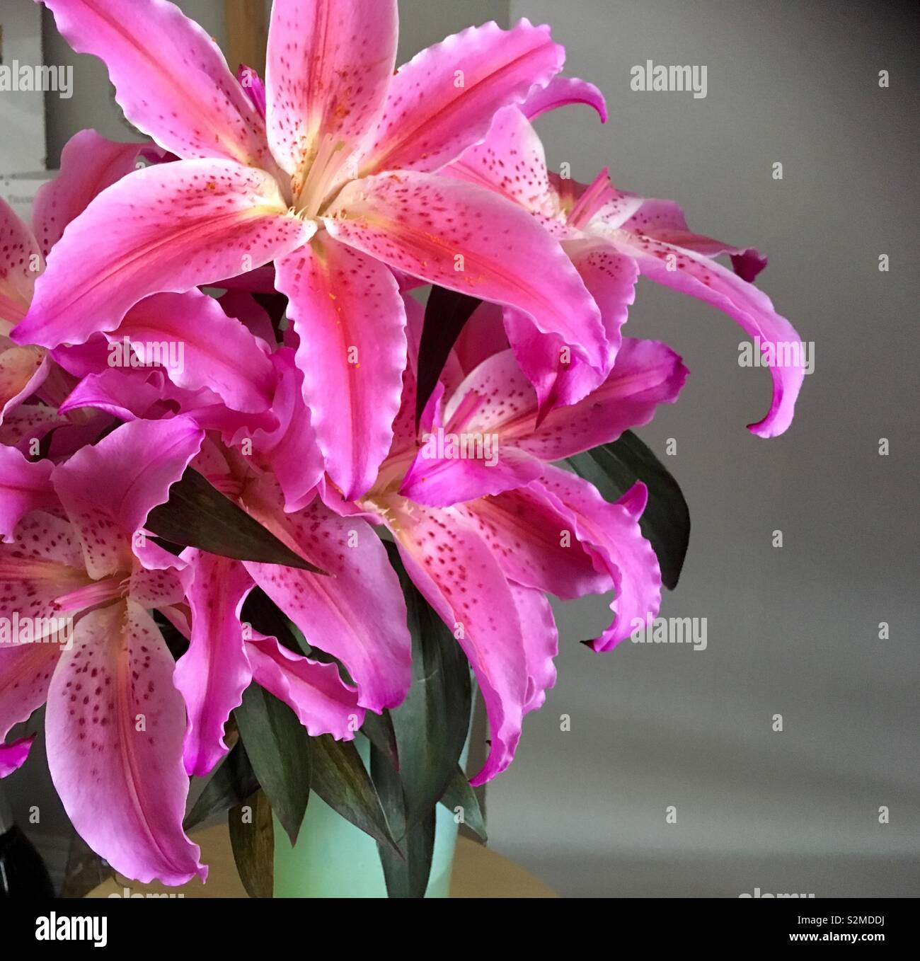 Colourful lillies hi-res stock photography and images - Alamy