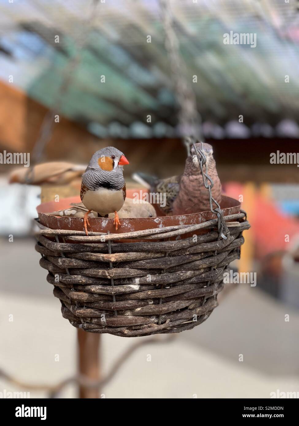 Hanging birds hi-res stock photography and images - Alamy