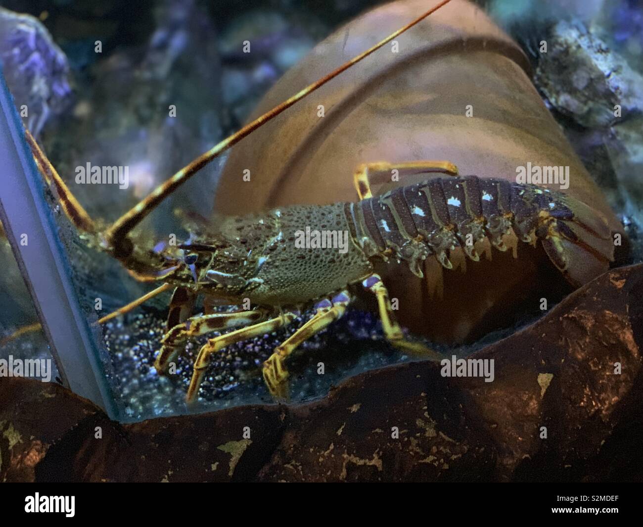 Lobster fish hi-res stock photography and images - Alamy
