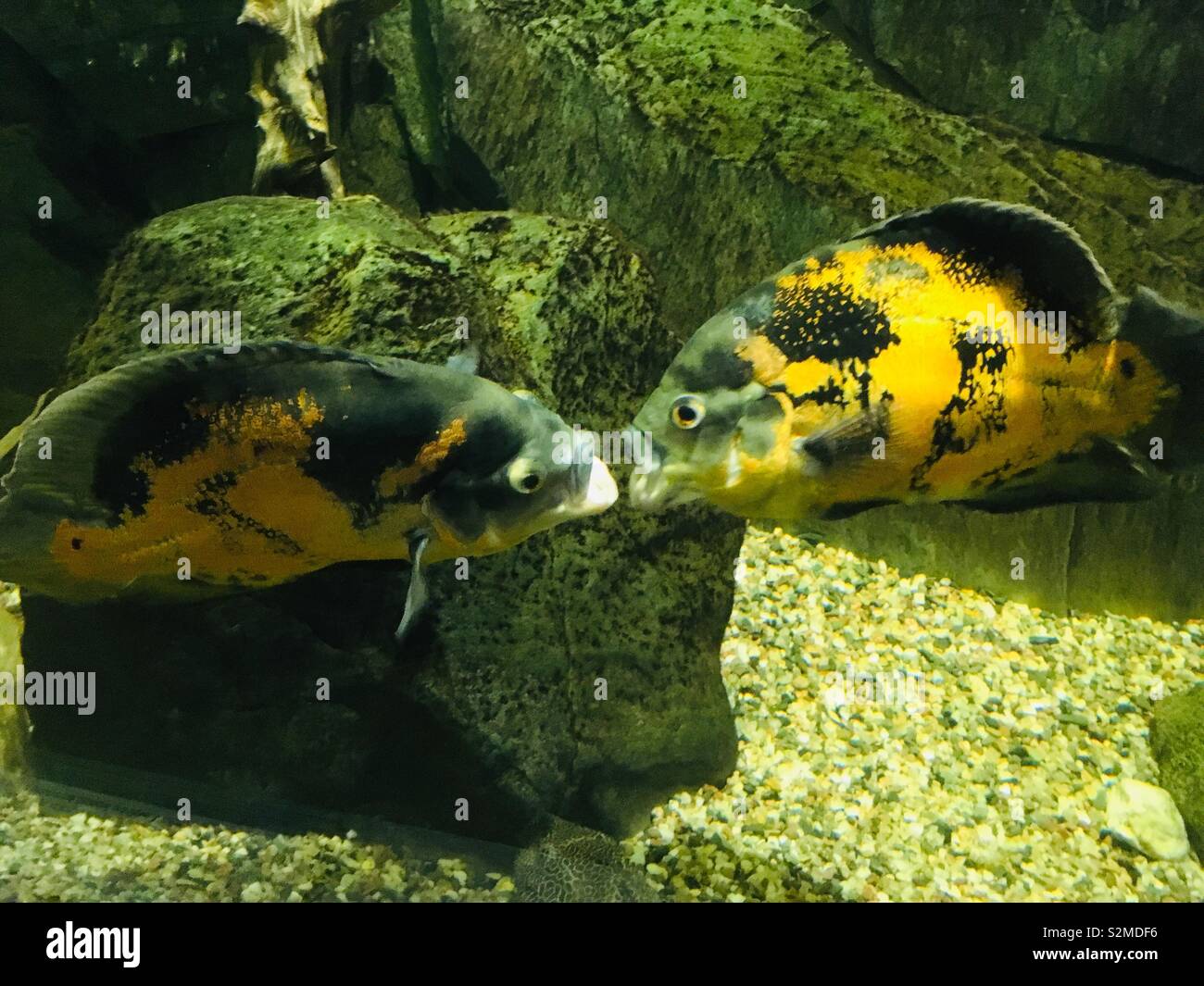 Botanic fish hi-res stock photography and images - Alamy