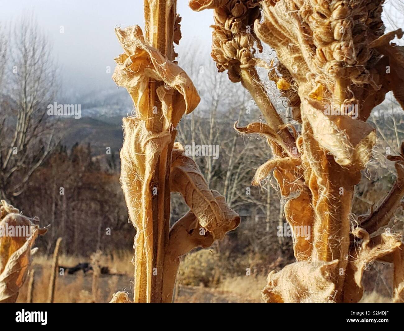 Dead Leaves curled around stem Stock Photo - Alamy
