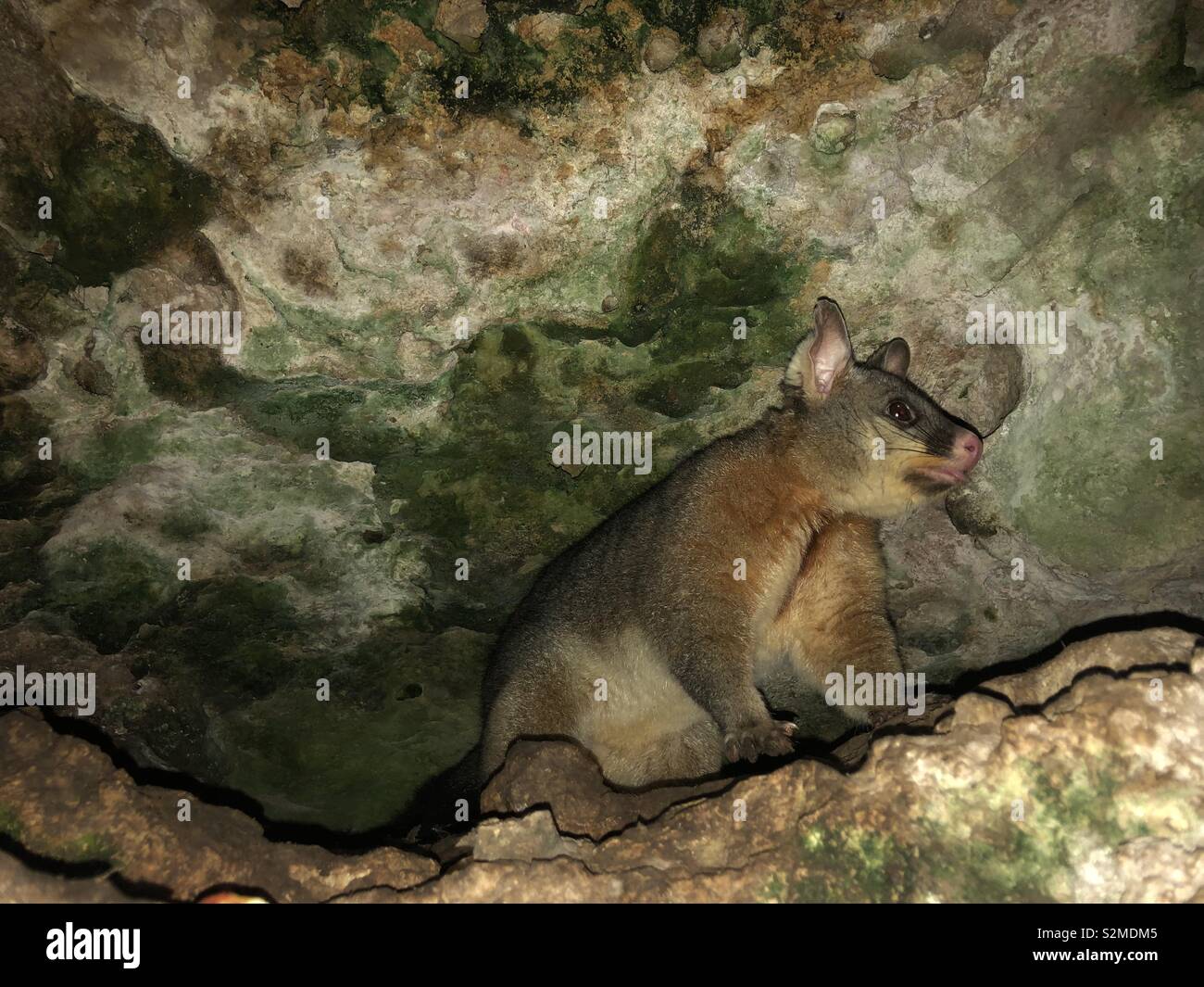 Australianpossum hi-res stock photography and images - Alamy