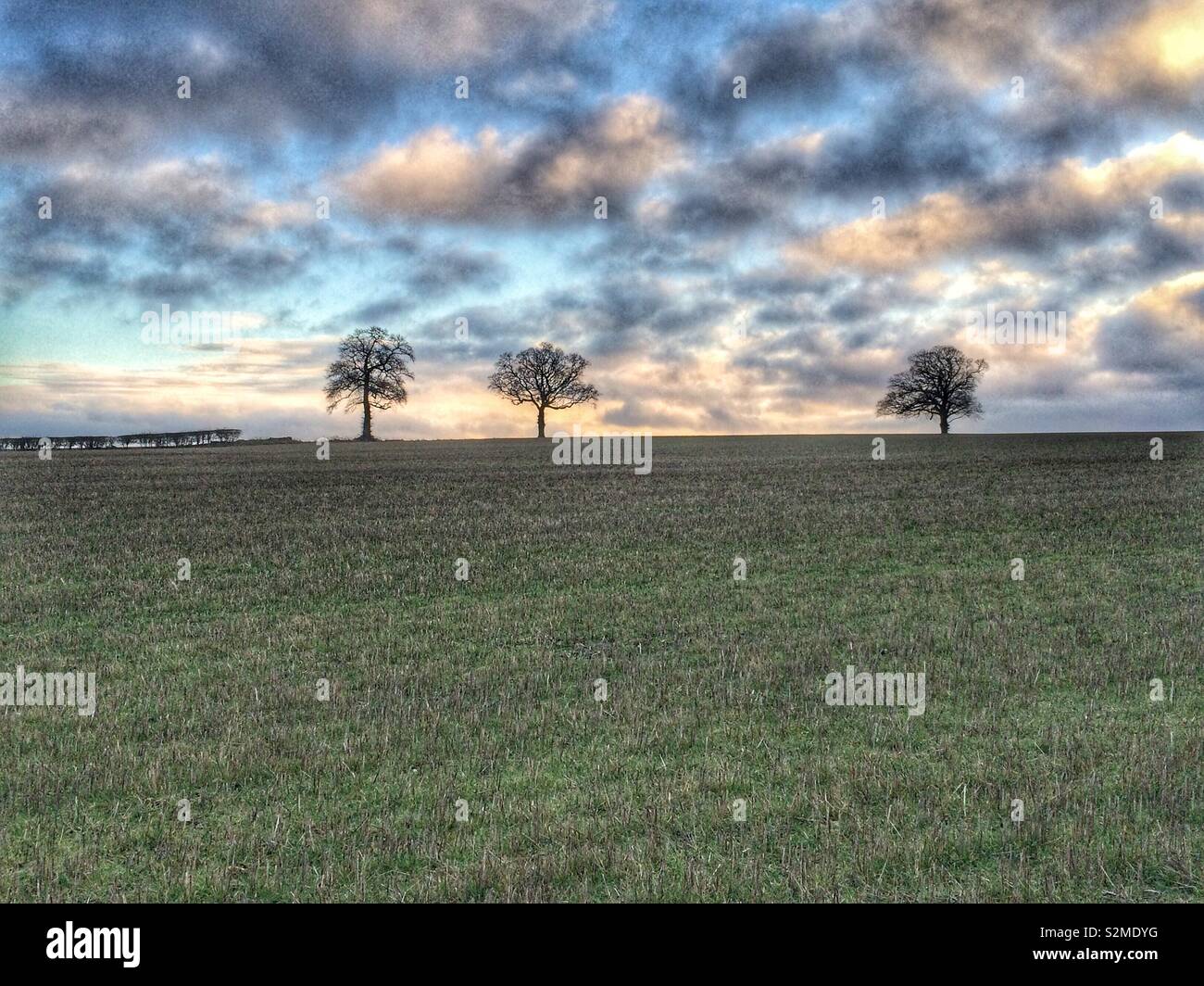 Trees on skyline hi-res stock photography and images - Alamy