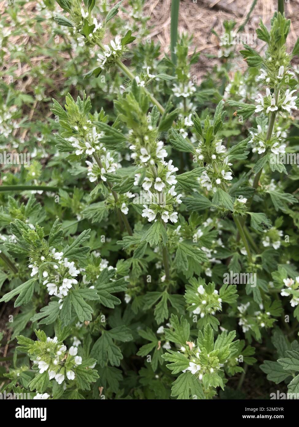 Lamiaceae flowering in April in Beijing China Stock Photo - Alamy
