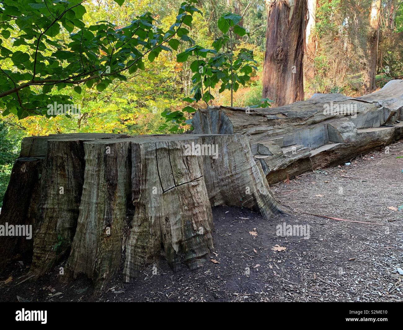 Tree log hi-res stock photography and images - Alamy