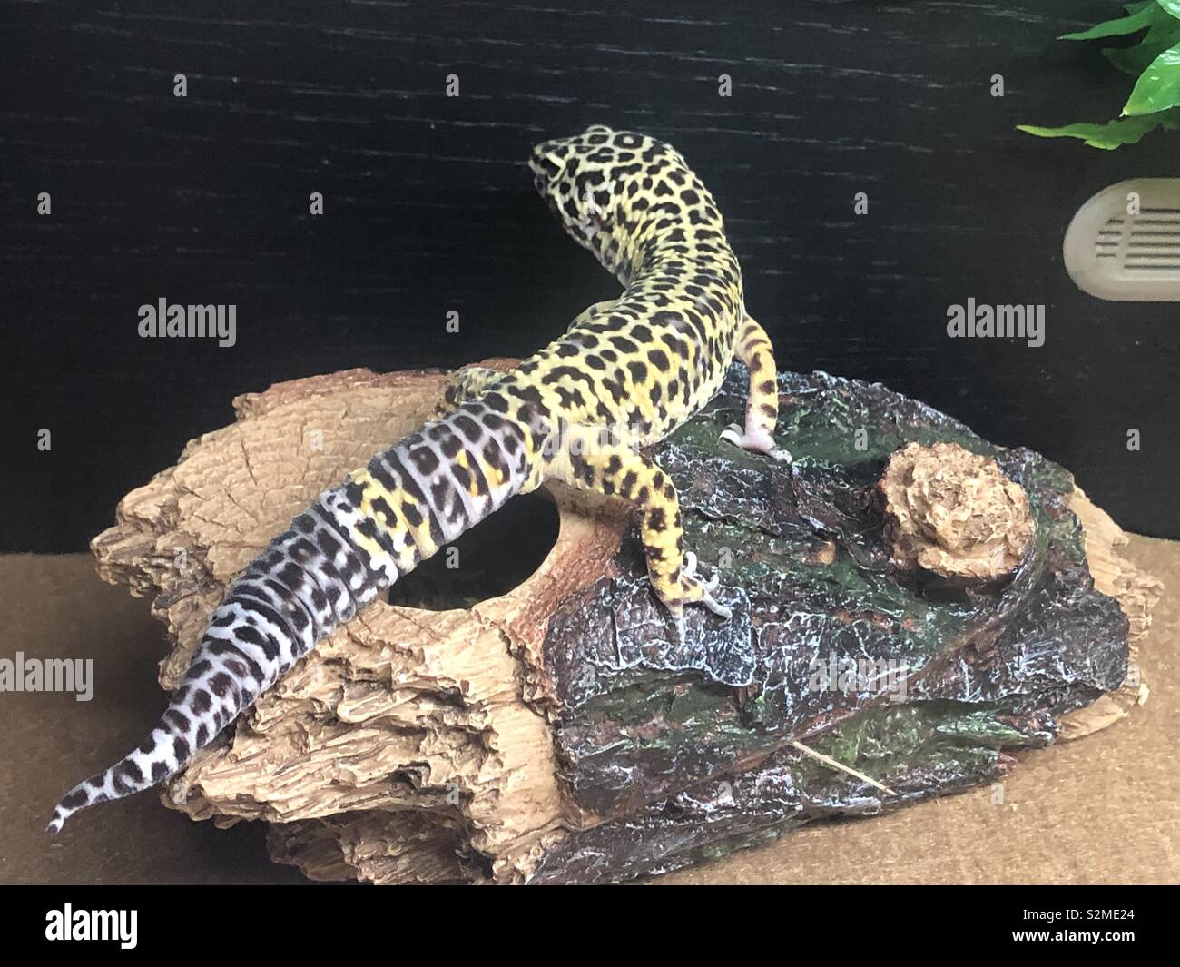 Sonic the gecko Stock Photo - Alamy