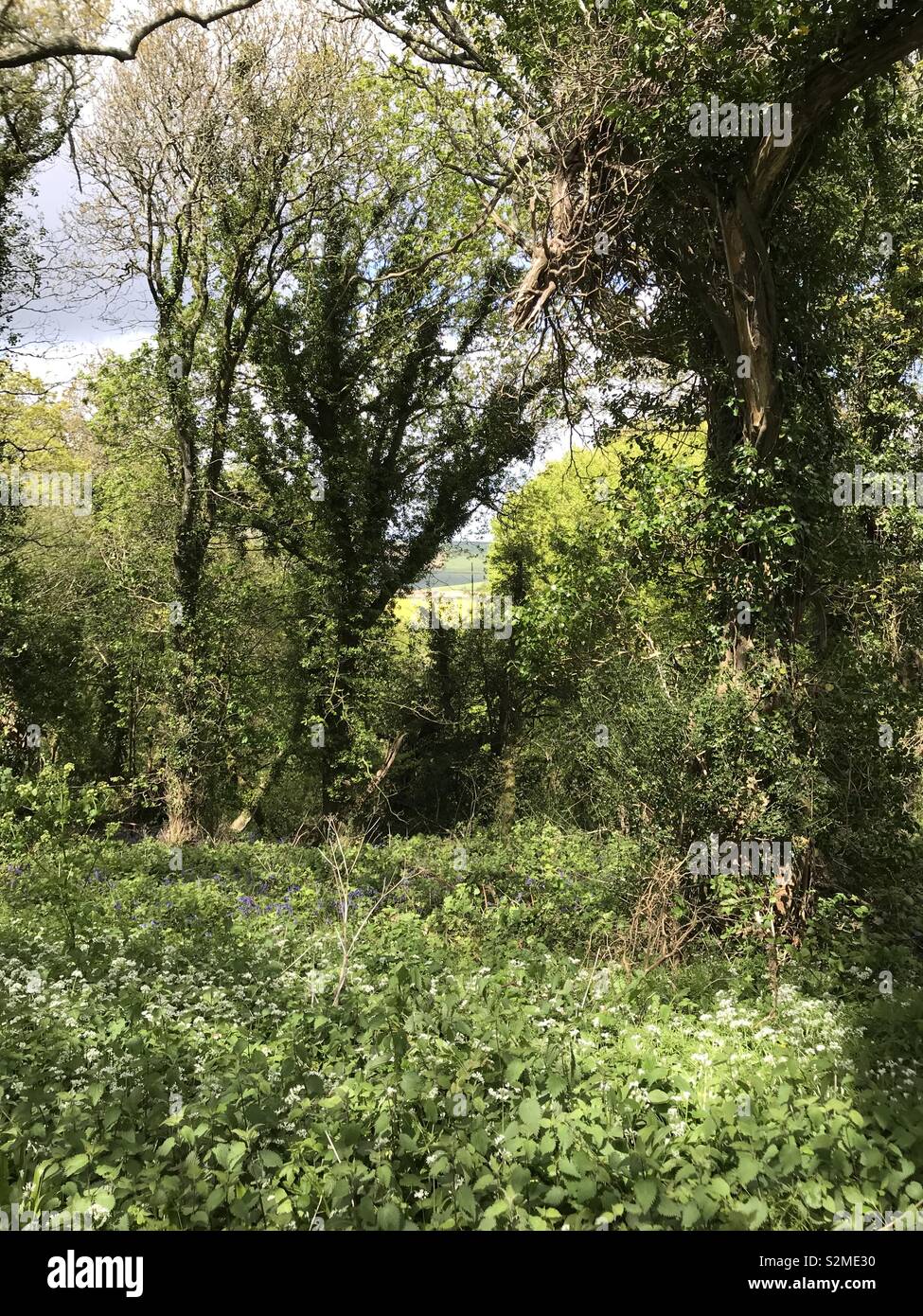 Devon woods hi-res stock photography and images - Alamy