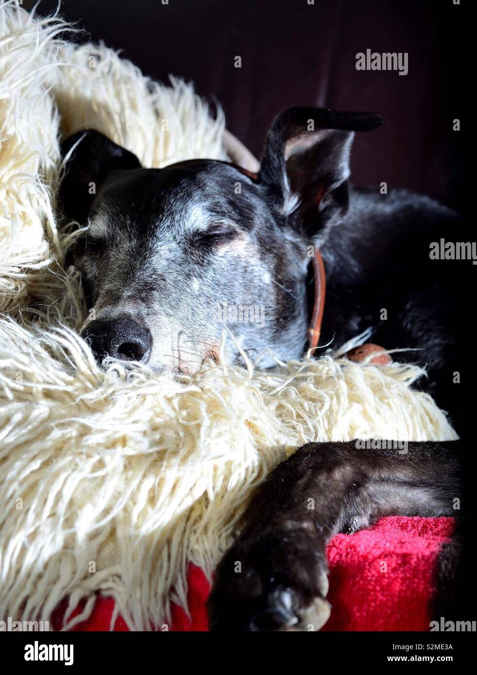 Lazy Greyhound High Resolution Stock Photography and Images - Alamy