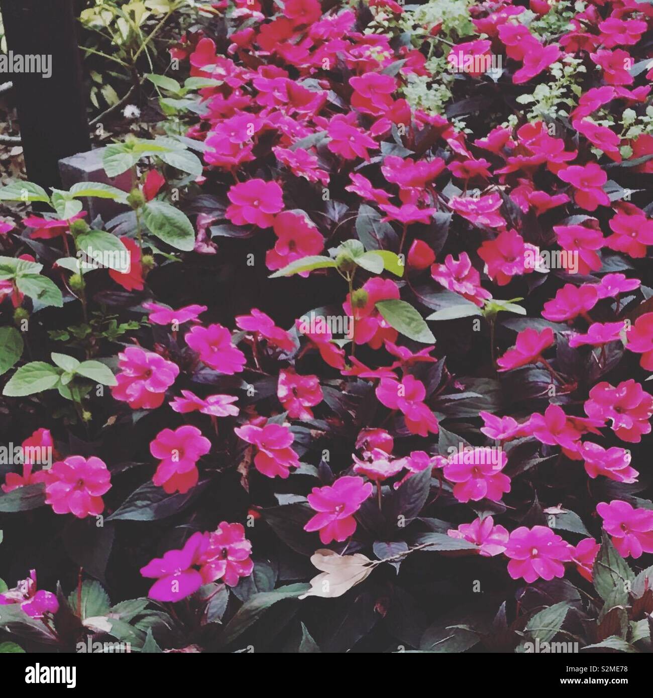 Spring in Florida Stock Photo - Alamy