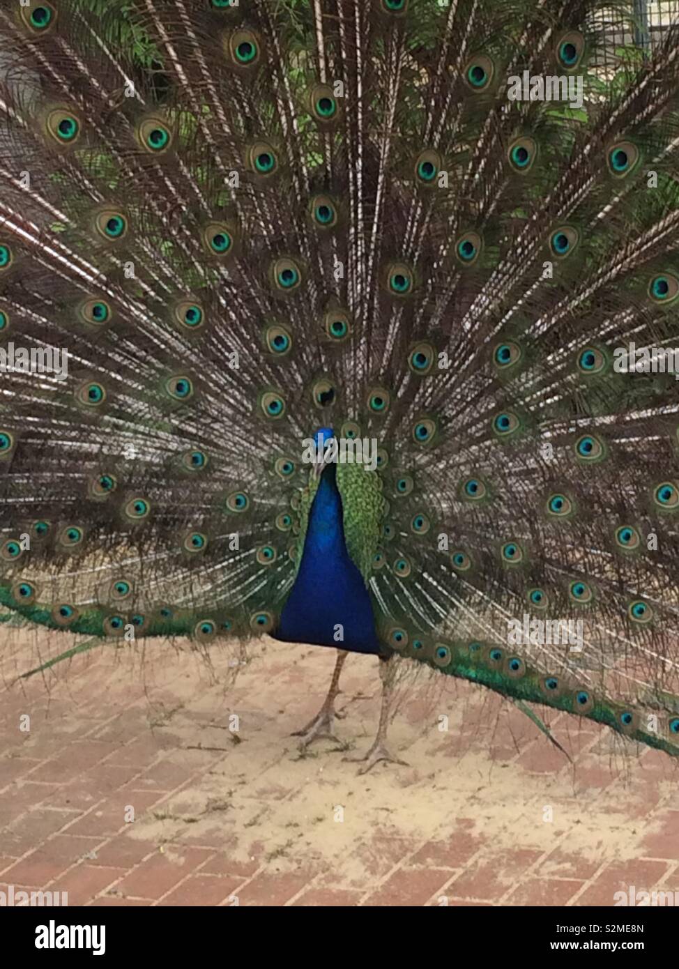 Chest feathers hi-res stock photography and images - Alamy