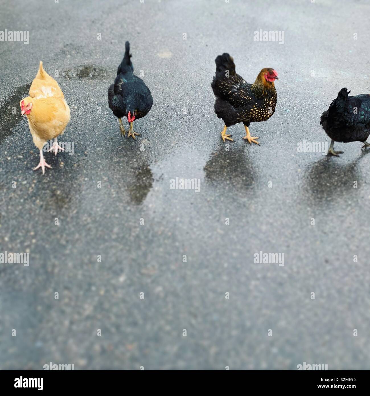 Four hens walking on a rainy road Stock Photo - Alamy