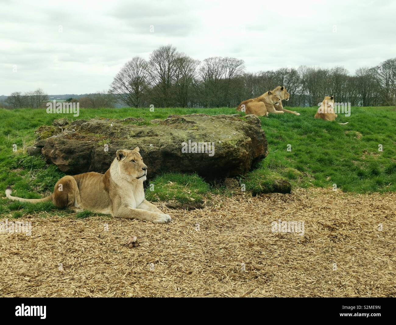Pride the lion hi-res stock photography and images - Alamy