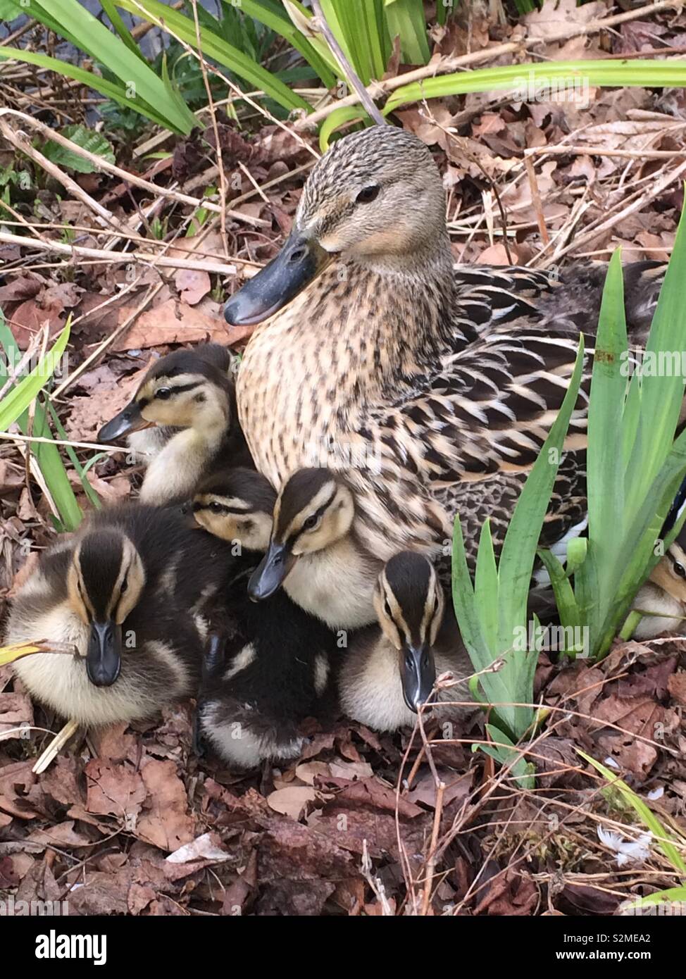 Mummy duck with her ducklings Stock Photo - Alamy