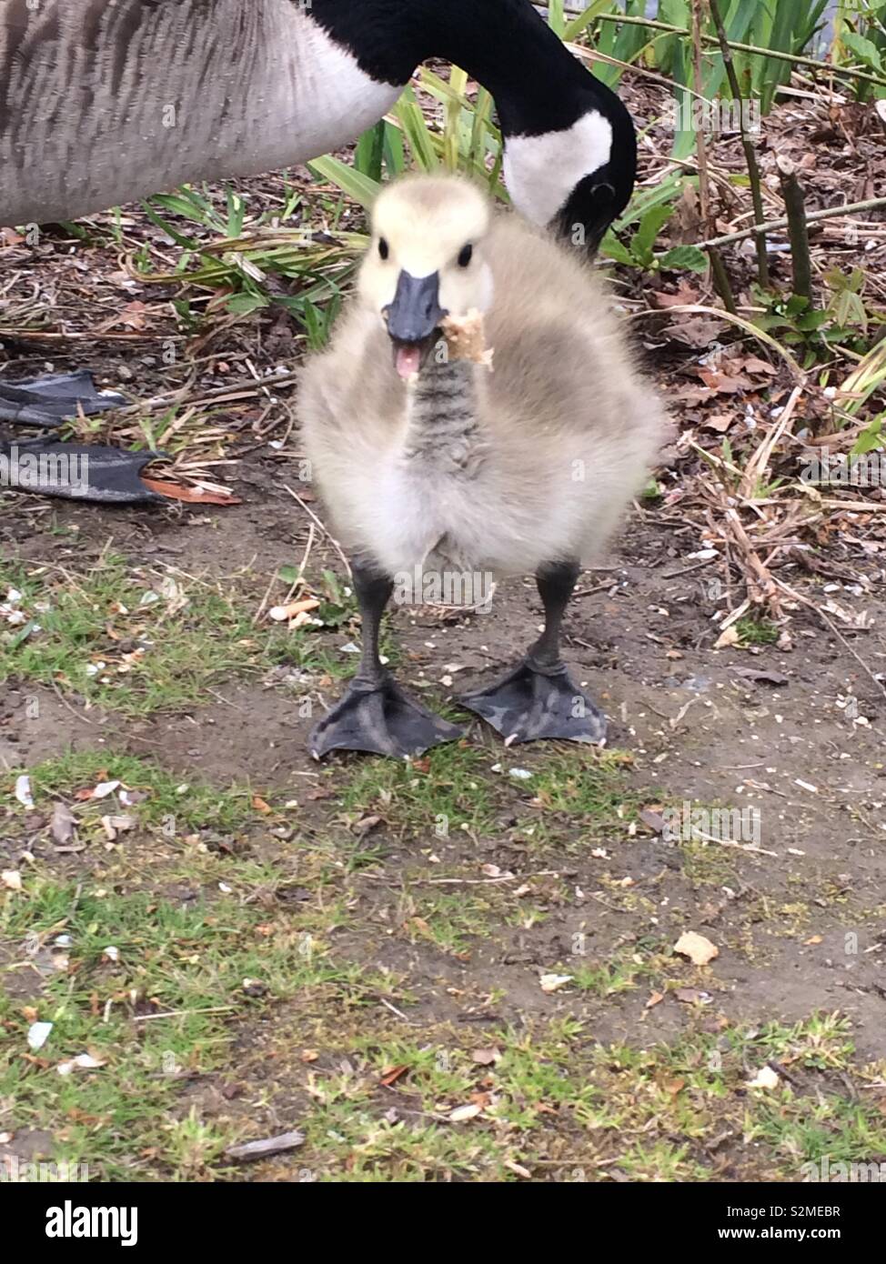 Bread eating geese hi-res stock photography and images - Alamy