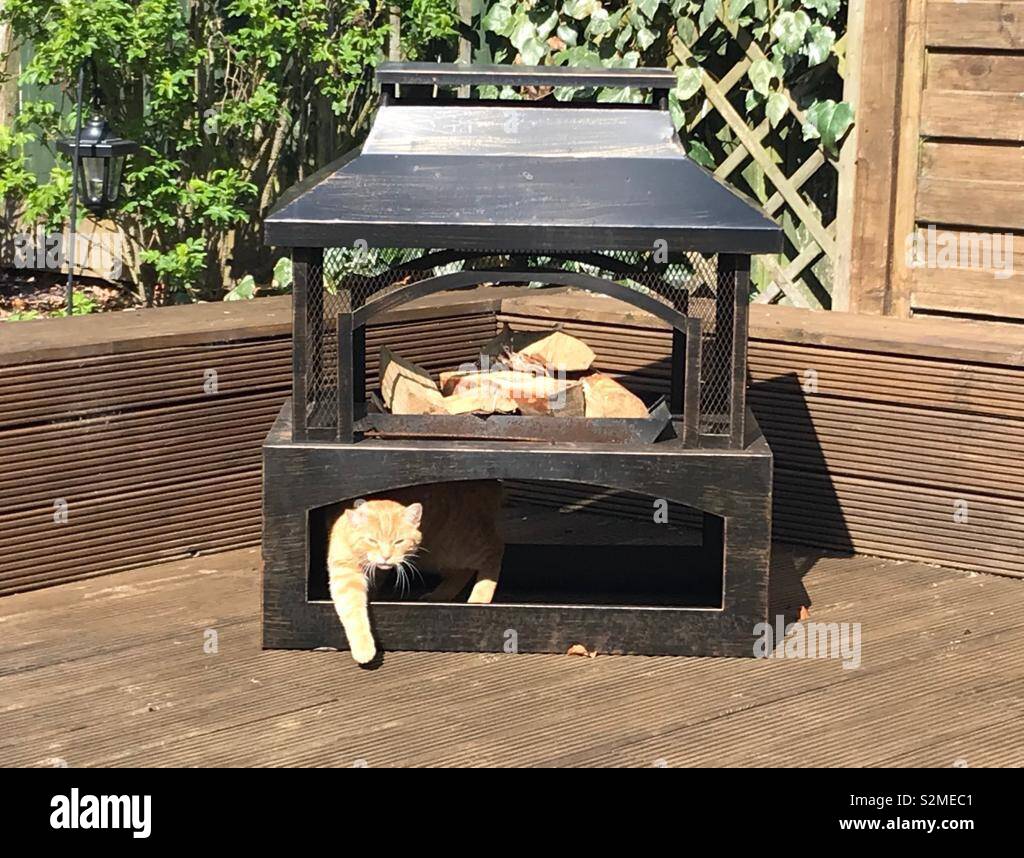 Tiger pit hi-res stock photography and images - Alamy