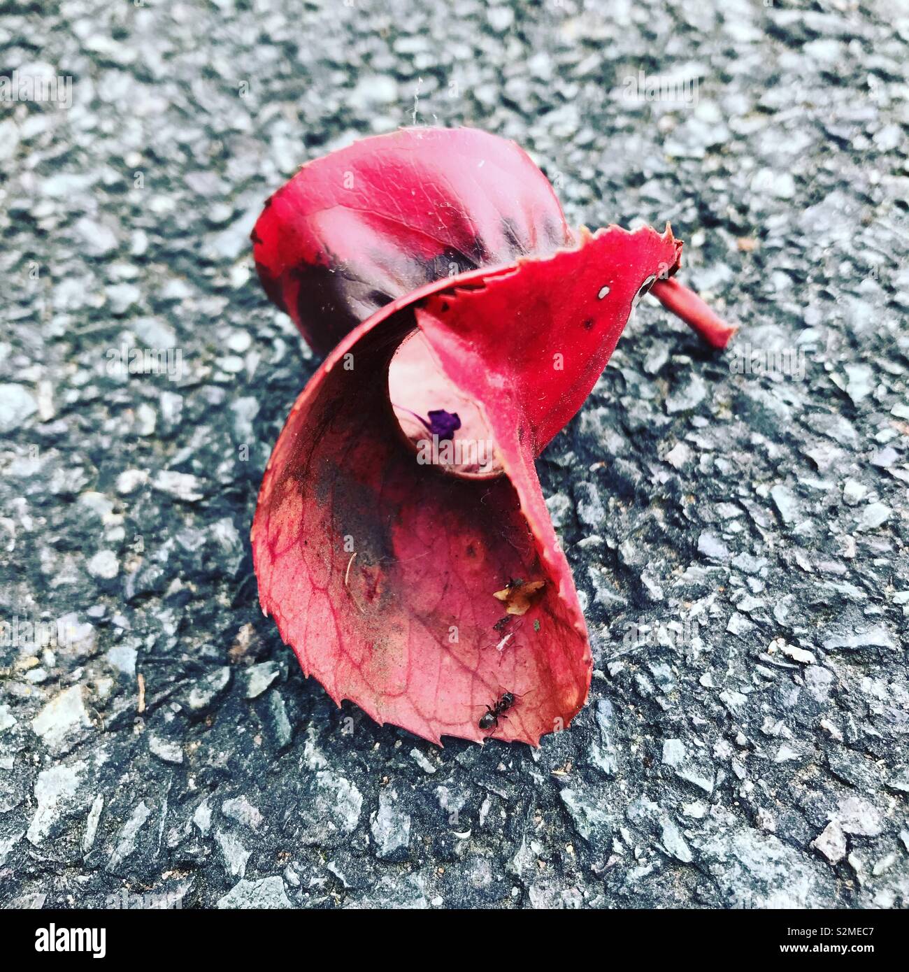 Curled red leaf hi-res stock photography and images - Alamy