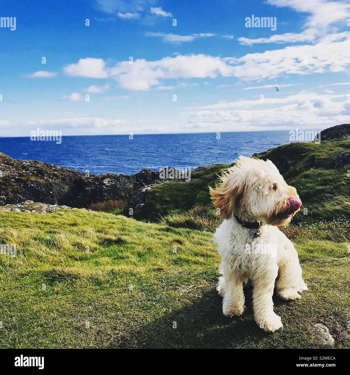 Elie fife dog hi-res stock photography and images - Alamy
